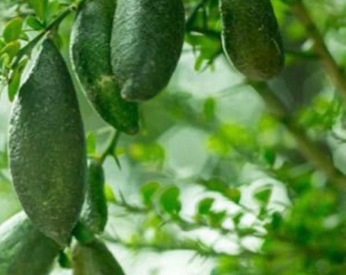 Finger Lime Tree , 1/2 Gallon Pot - Microcitrus Australasica in Half ...