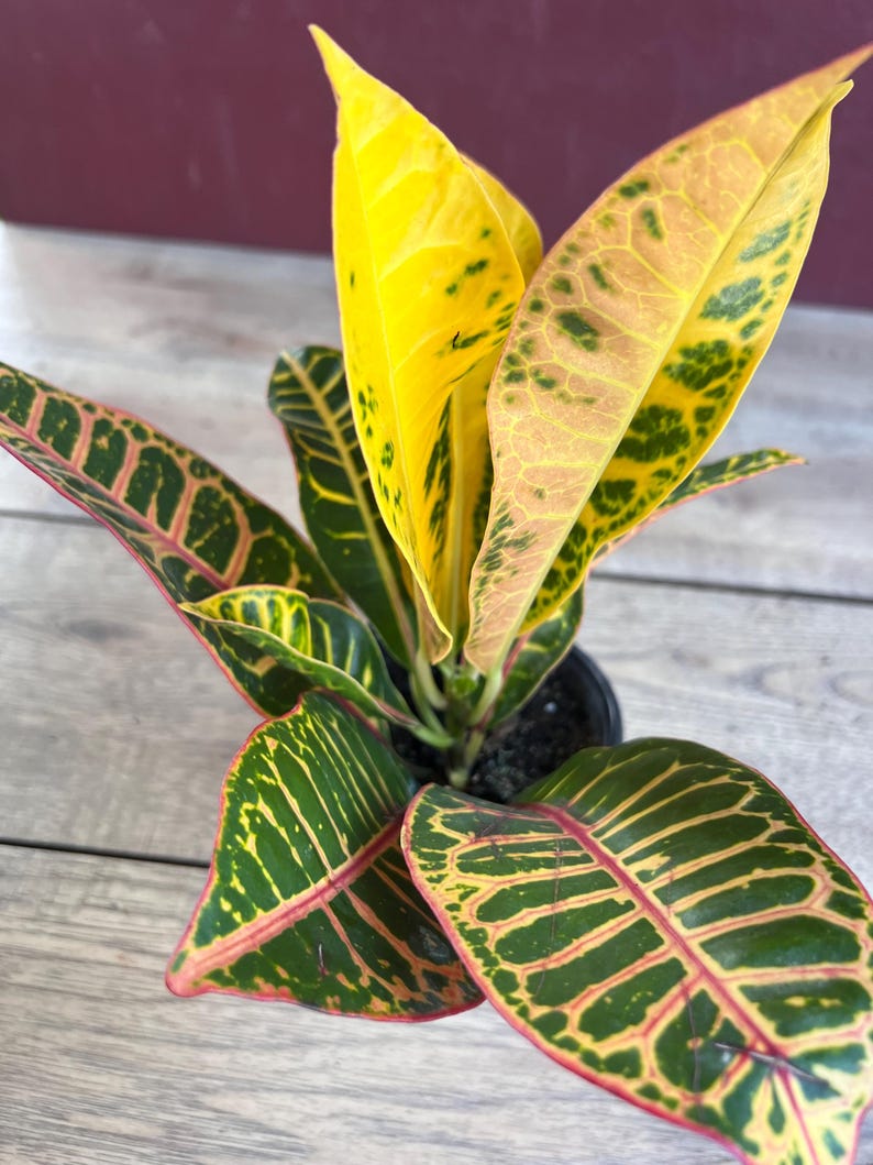 Croton Petra in 4" Pot, House Plant, Indoor, Outdoor - Etsy