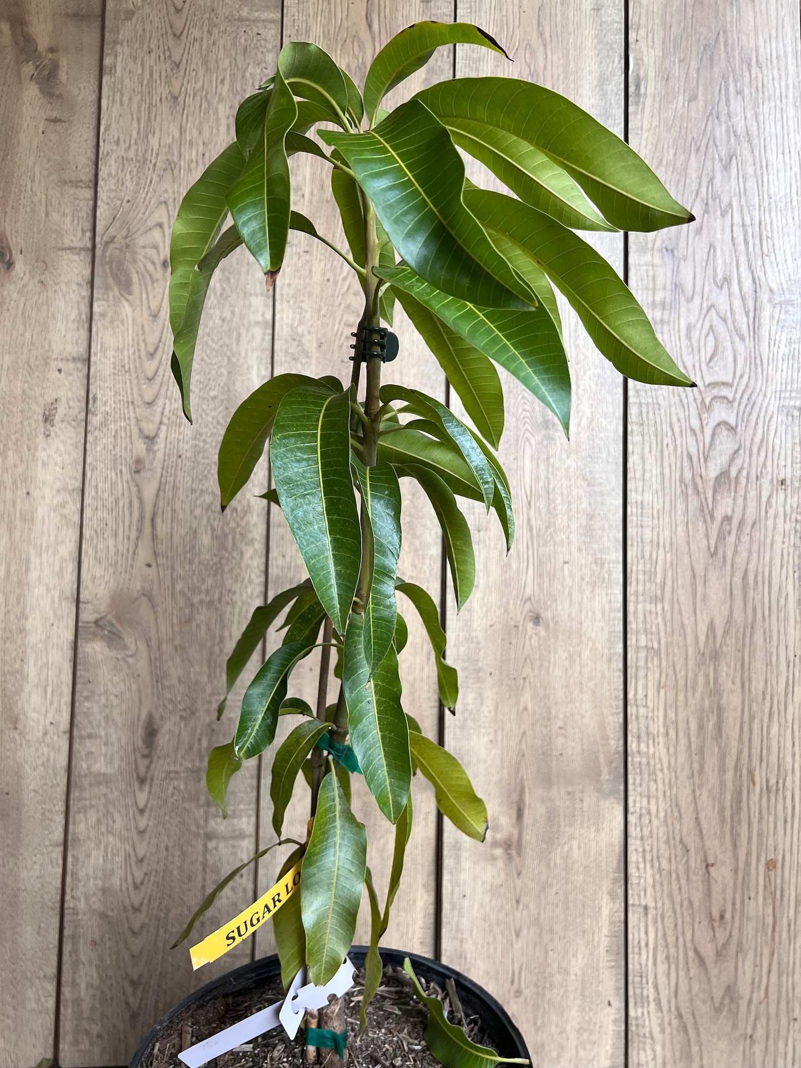 Sugar Loaf Mango Tree. Grafted in 3 Gallons Pot, No Ship to HI - Etsy
