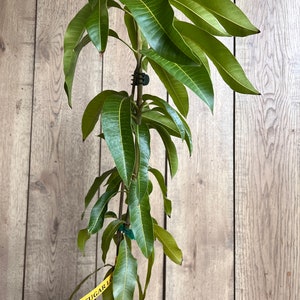 Sugar Loaf Mango Tree. Grafted in 3 Gallons Pot, No Ship to HI - Etsy