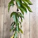 Sugar Loaf Mango Tree. Grafted in 3 Gallons Pot, No Ship to HI - Etsy