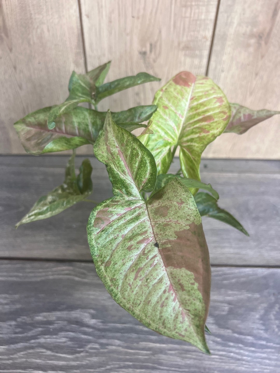 Syngonium Confetti in 4 Pot - Etsy