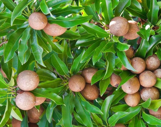 Sapodilla, Nispero, Chico ALANO Tree, Grafted, 3gl - Etsy