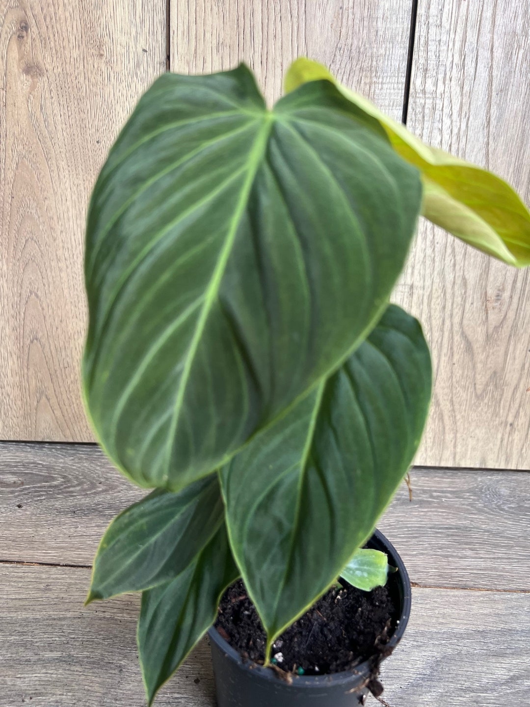 Philodendron Glorious | Philo Glorious in 4" Pot ( Philodendron ...