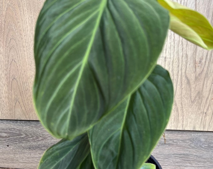 Philodendron Glorios : Indoor Plants - Easy Care Houseplant - Starter ...