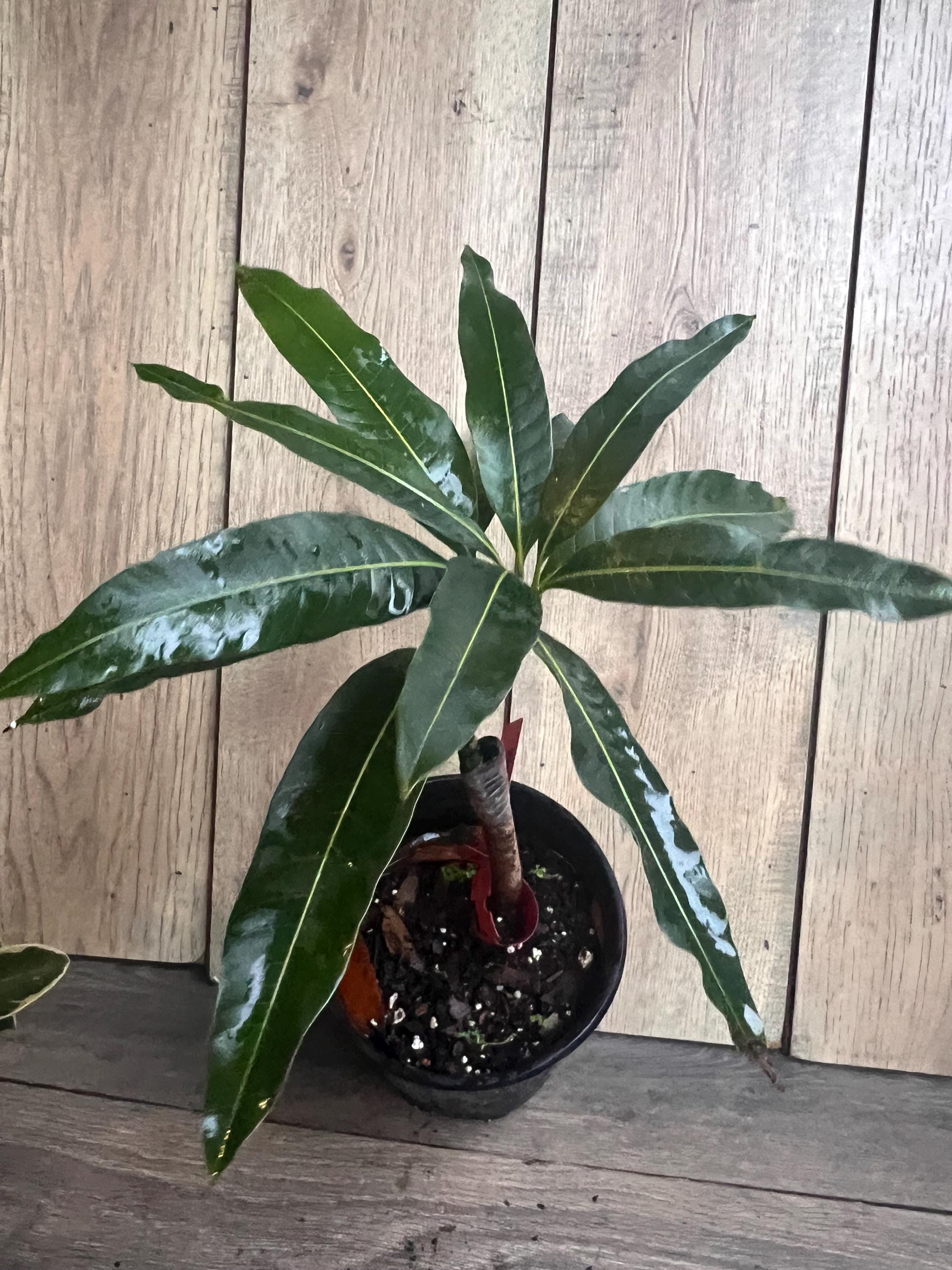 Grafted, Valencia Pride Tree. Grafted in 1/2 Gallon Pot - Etsy