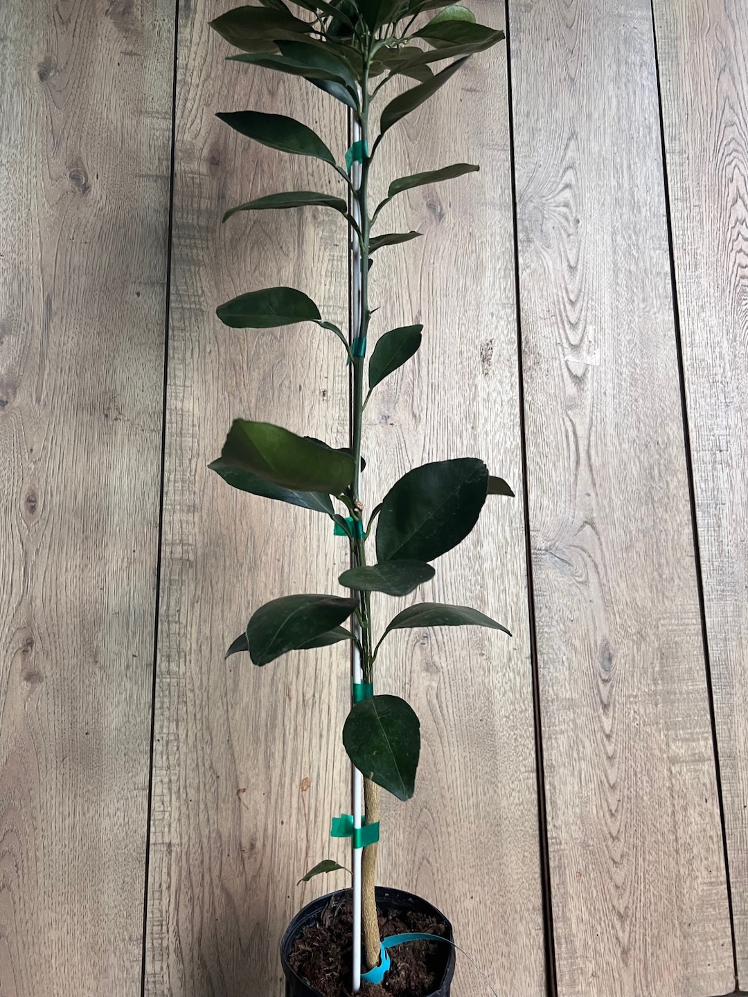 Grafted Shiranui Dekopon Mandarin Orange Tree in Half Gallon Pot ...