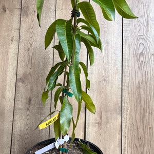 Sugar Loaf Mango Tree. Grafted in 3 Gallons Pot, No Ship to HI - Etsy