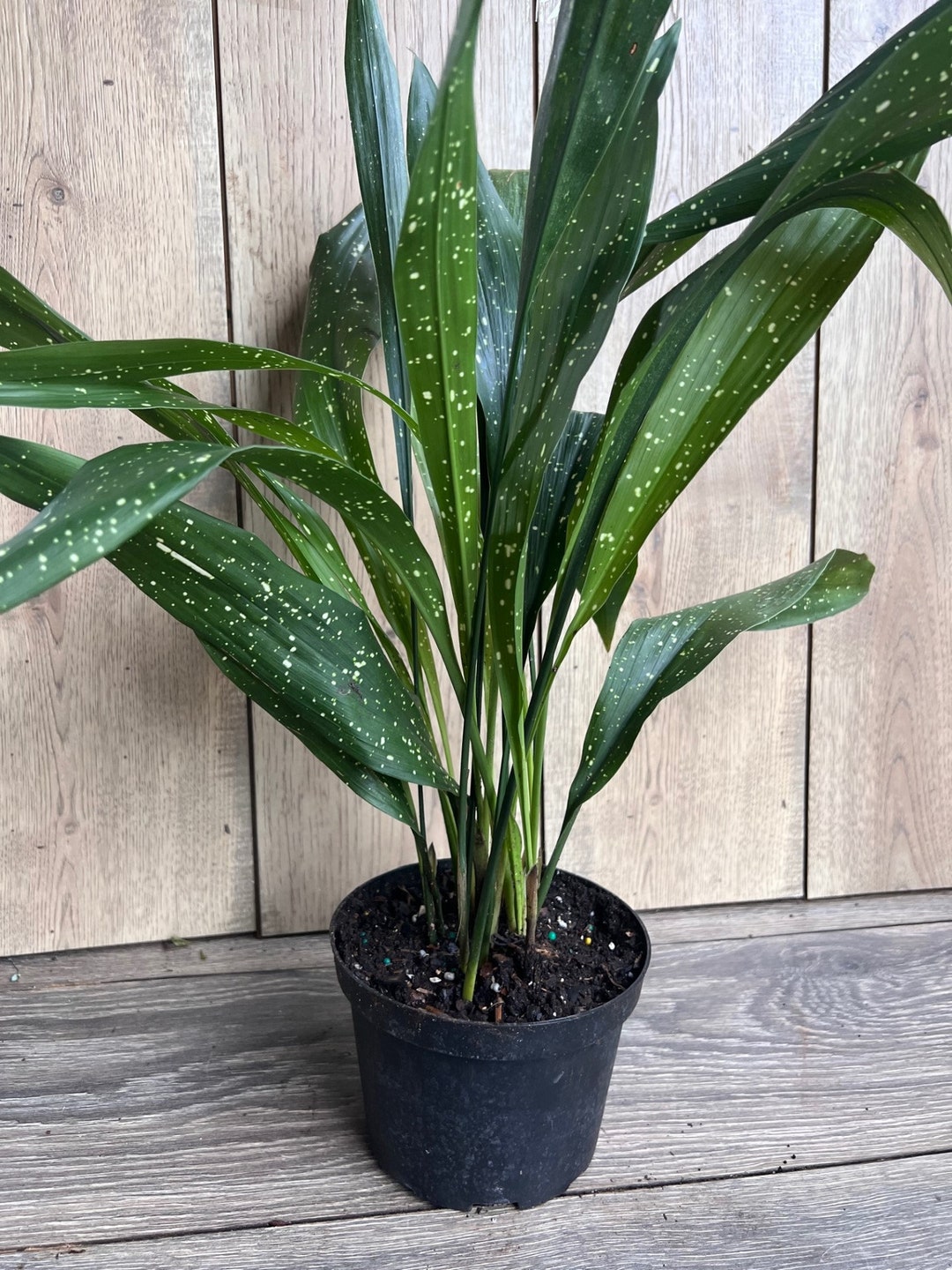 Aspidistra Elatior 'milky Way' in 6" Pot, Cast Ireon Plant - Etsy