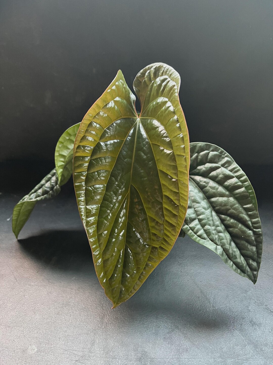 Anthurium Radican X Luxurian in 4" Pot, Live Plant - Etsy