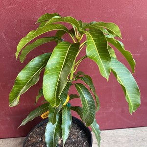 Kesar Mango Tree, Grafted in 3 Gallons Pot, No Ship to CA and HI - Etsy