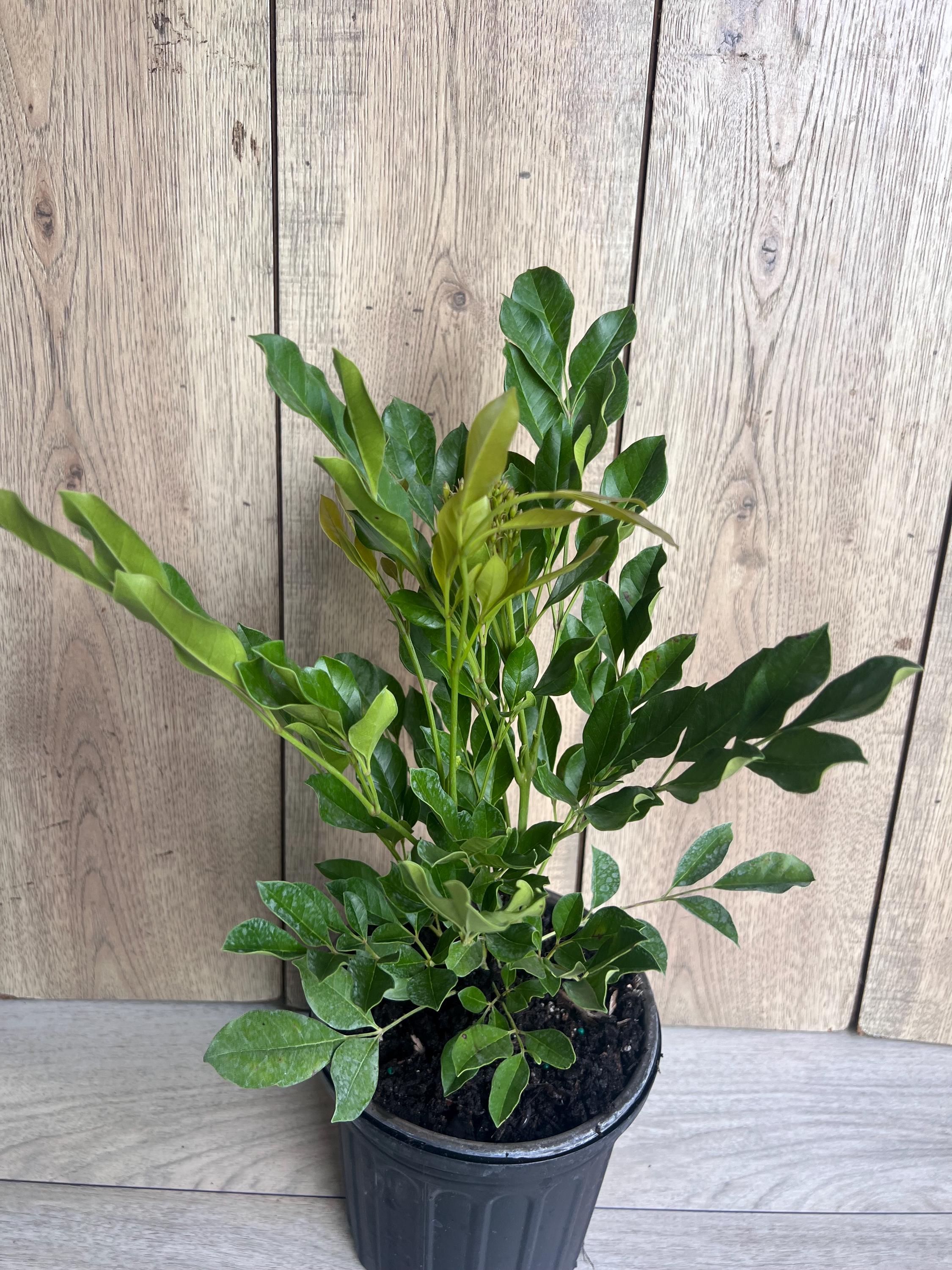 Radermachera Kunming, Dwarf Tree Jasmine in 6" Pot, Fragrant Flower ...