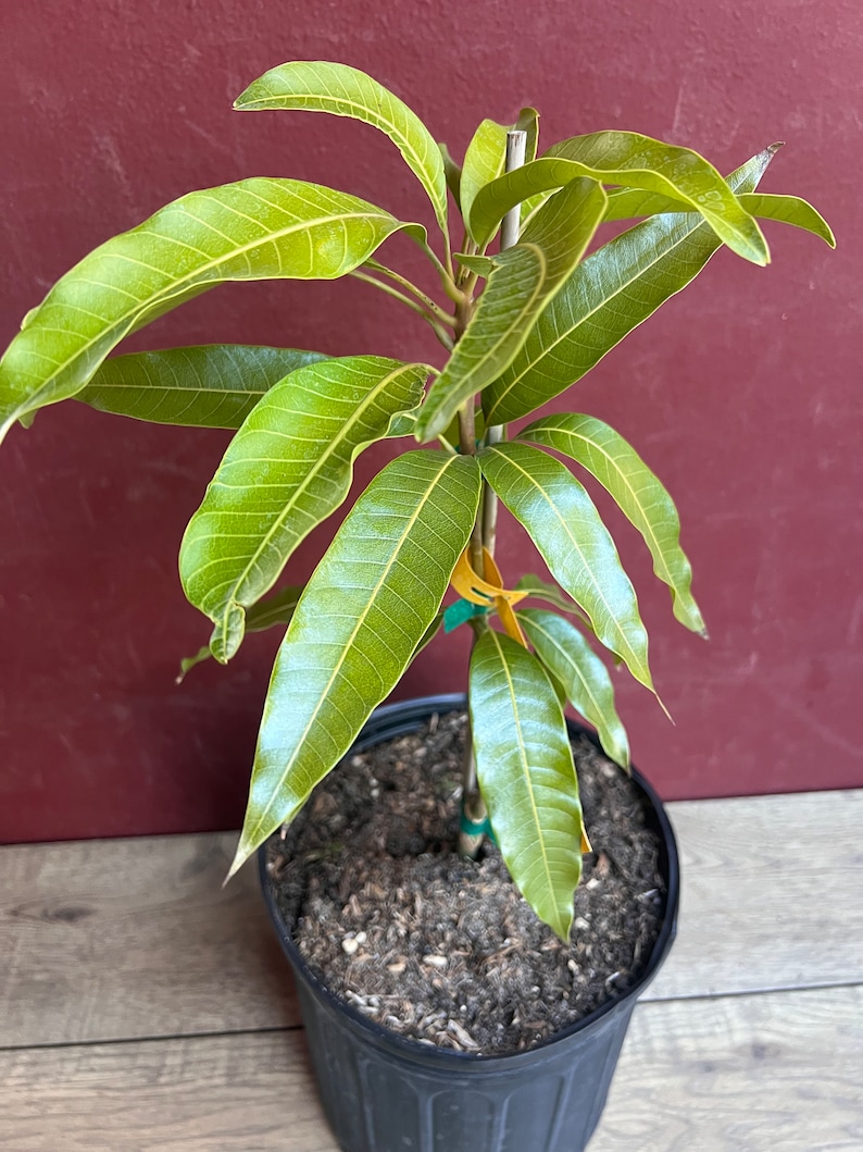 Fruit Punch Mango Tree, Grafted in 3 Gallons Pot, No Ship to HI - Etsy
