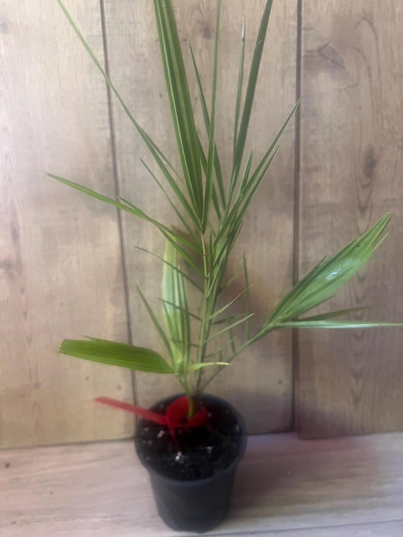 The Canary Palm in 4" Pot, Phoenix Canariensis, Date - Etsy