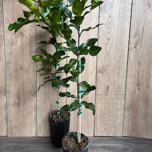 Kaffir Lime Tree - Citrus Hystrix Makrut in Half Gal Pot, Kieffer Lime ...