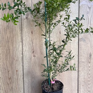 Finger Lime Tree , 1/2 Gallon Pot - Microcitrus Australasica in Half ...