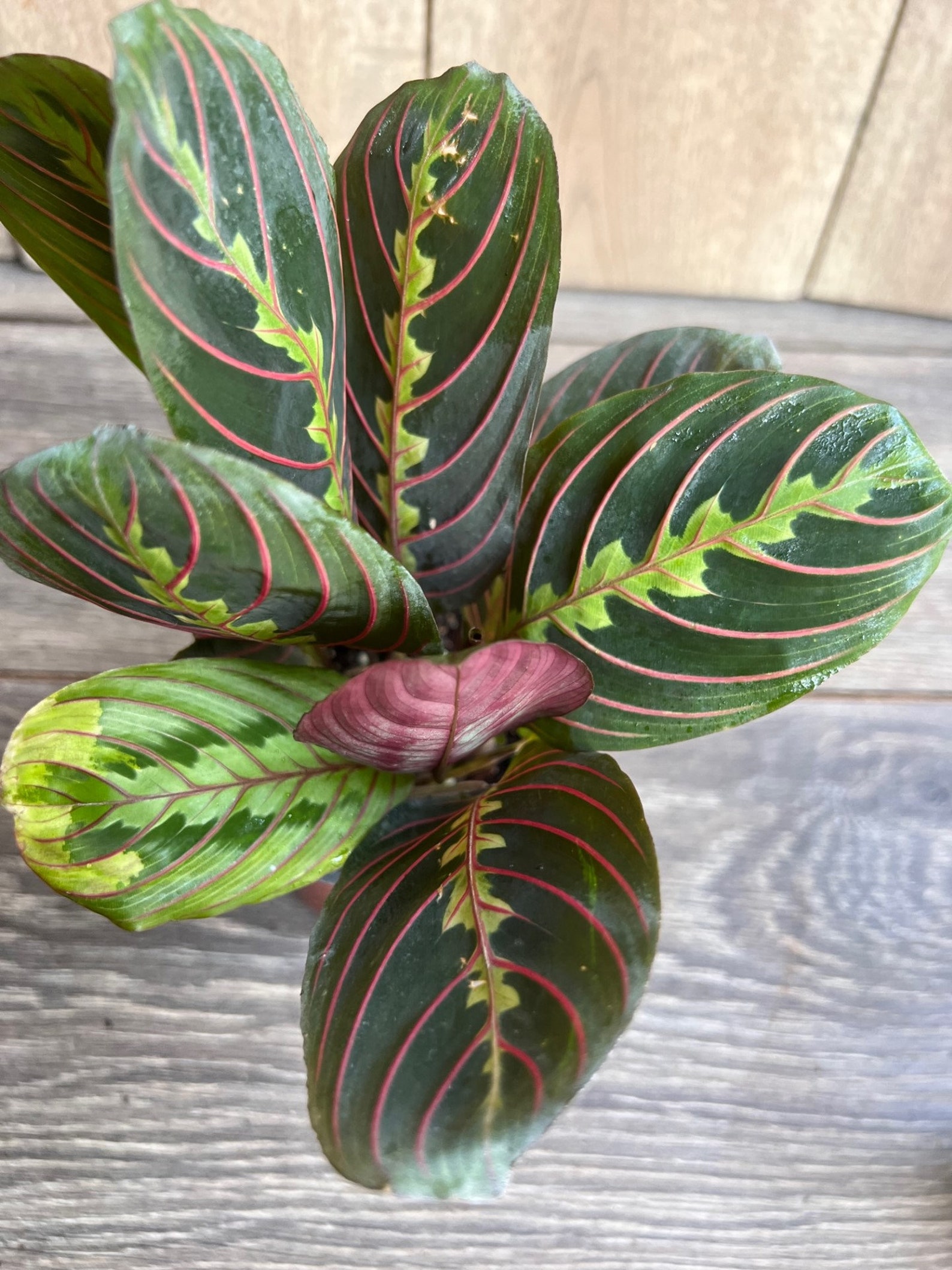 Red Maranta or Green Maranta in 4" Pot - Etsy