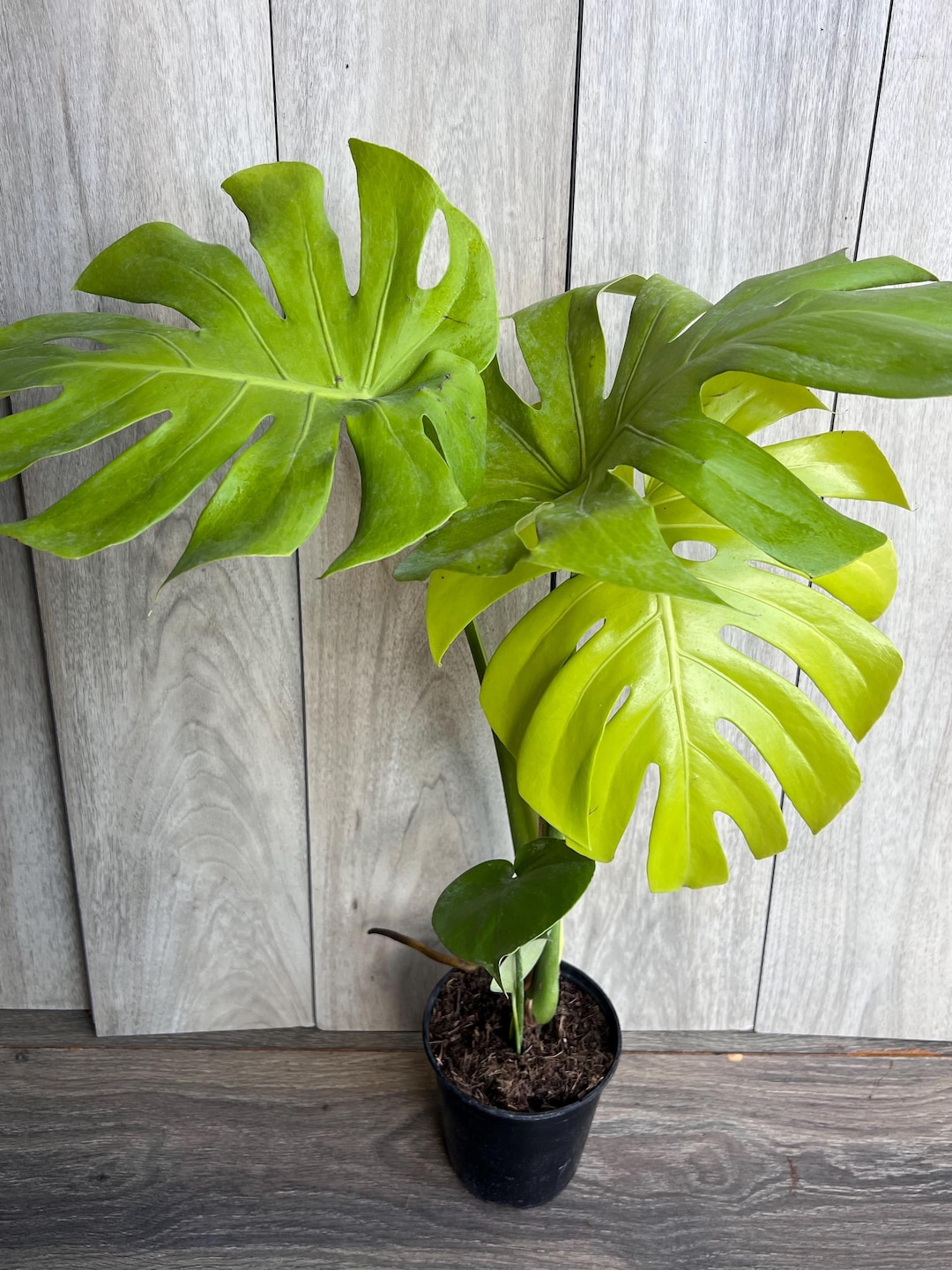 Monstera Deliciosa Lemon Lime in 6" Pot | Rare Tropical Houseplant ...