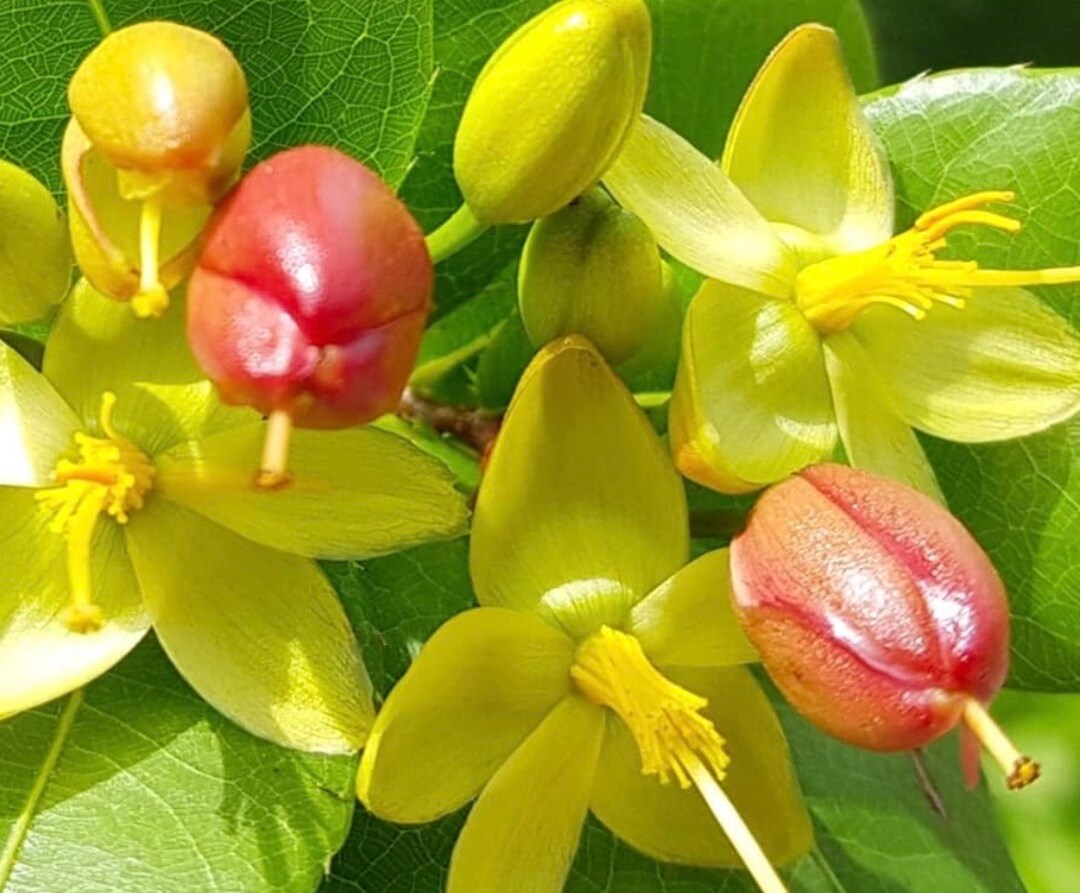 Ochna Serrulata, Mickey Mouse Plant in 6" Pot - Etsy