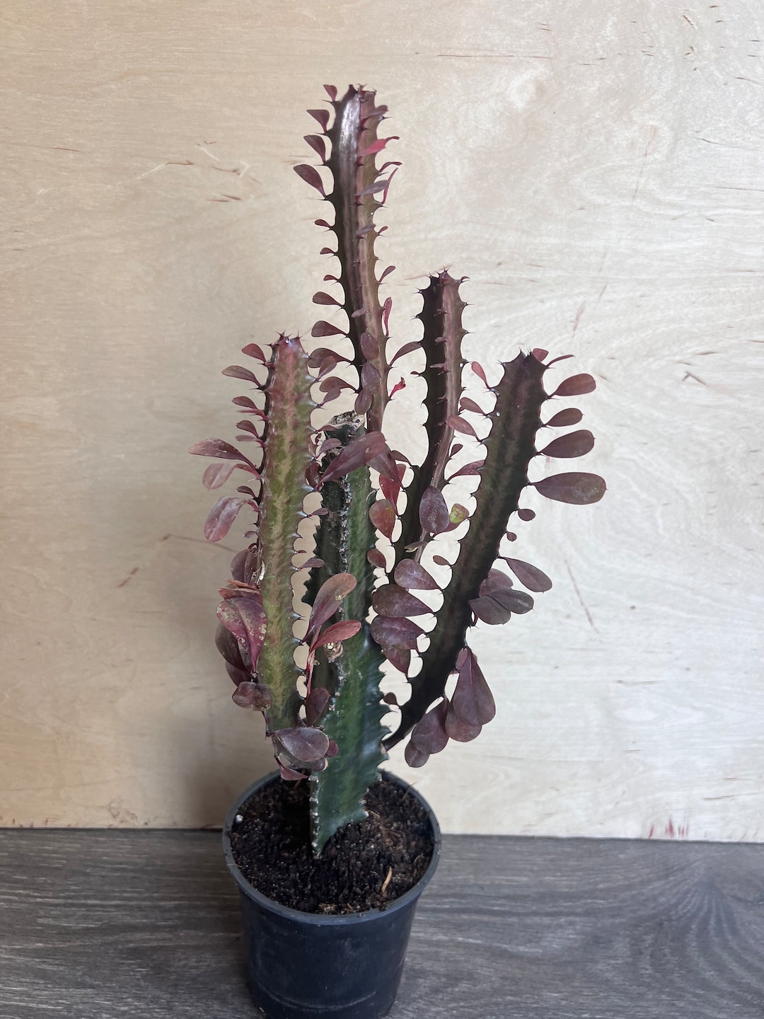 Trigona Purple in 4", African Milk Tree, Cactus, Succulent, Live Plant ...