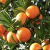 Red Navel Orange Tree (grafted) 2-4 Feet Tall. - Etsy