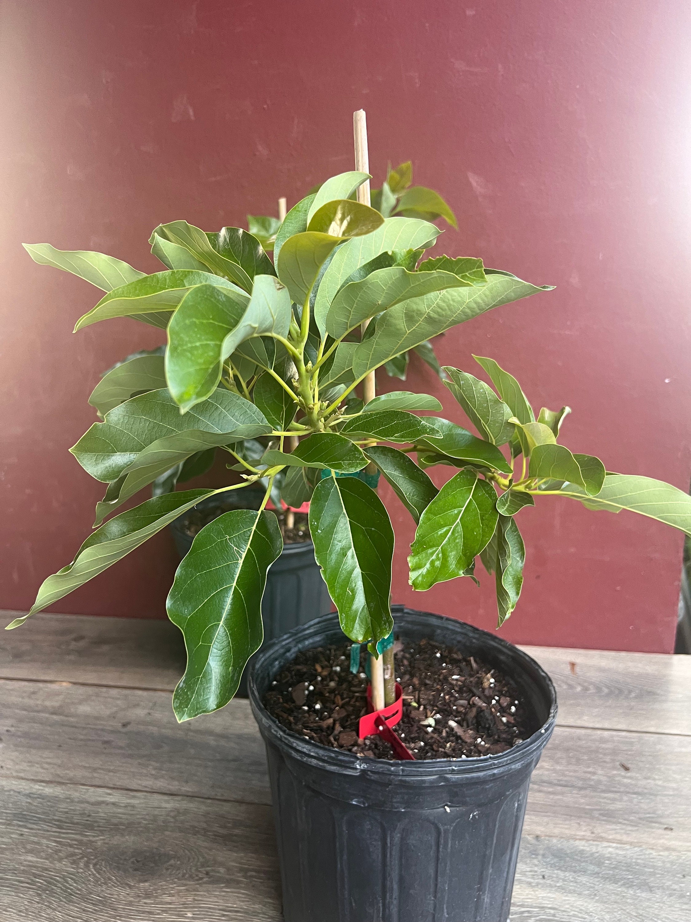 Black Princess Avocado Tree , “cold Hardy” Grafted in 3 Gallons Pot, No ...