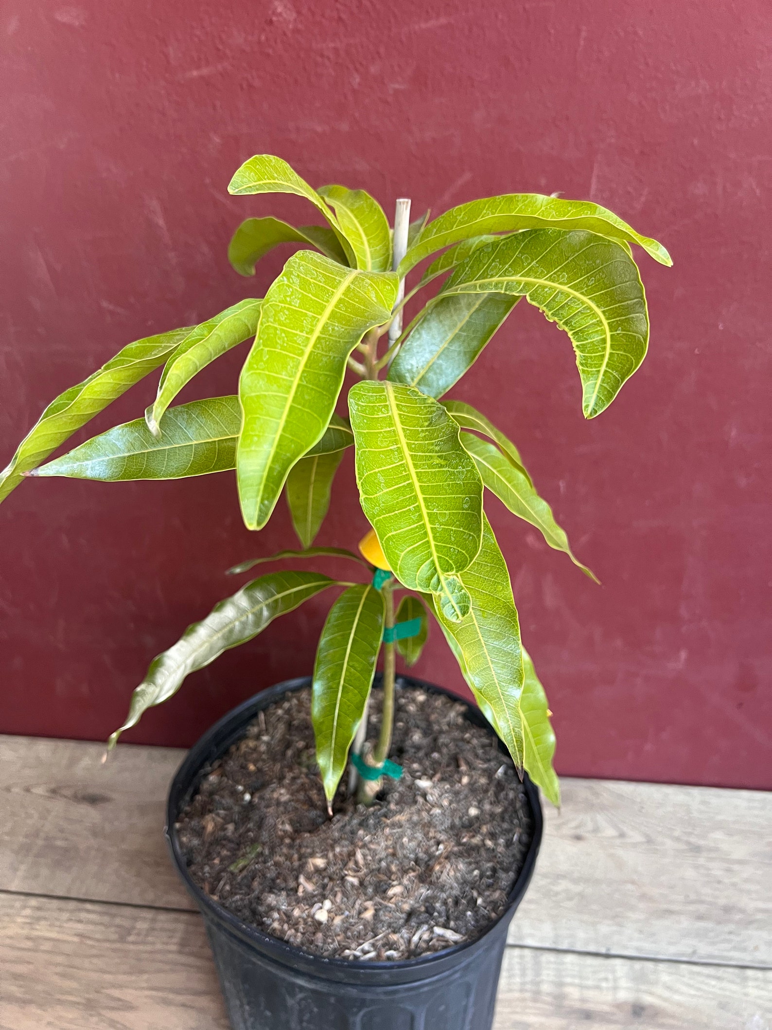 Fruit Punch Mango Tree, Grafted in 3 Gallons Pot, No Ship to HI - Etsy