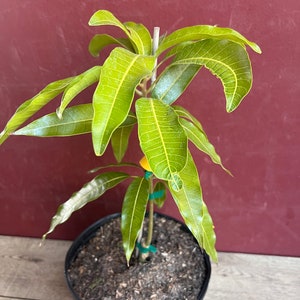Fruit Punch Mango Tree, Grafted in 3 Gallons Pot, No Ship to HI - Etsy