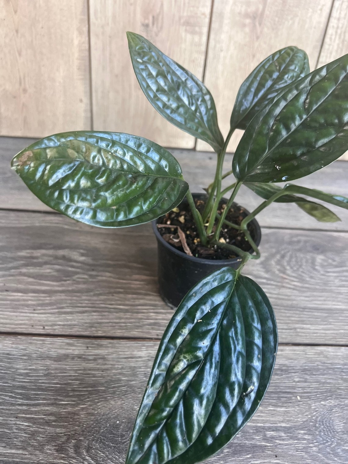 Monstera Peru in 4 Pot House Plant - Etsy