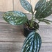 Monstera Peru in 4" Pot, House Plant - Etsy