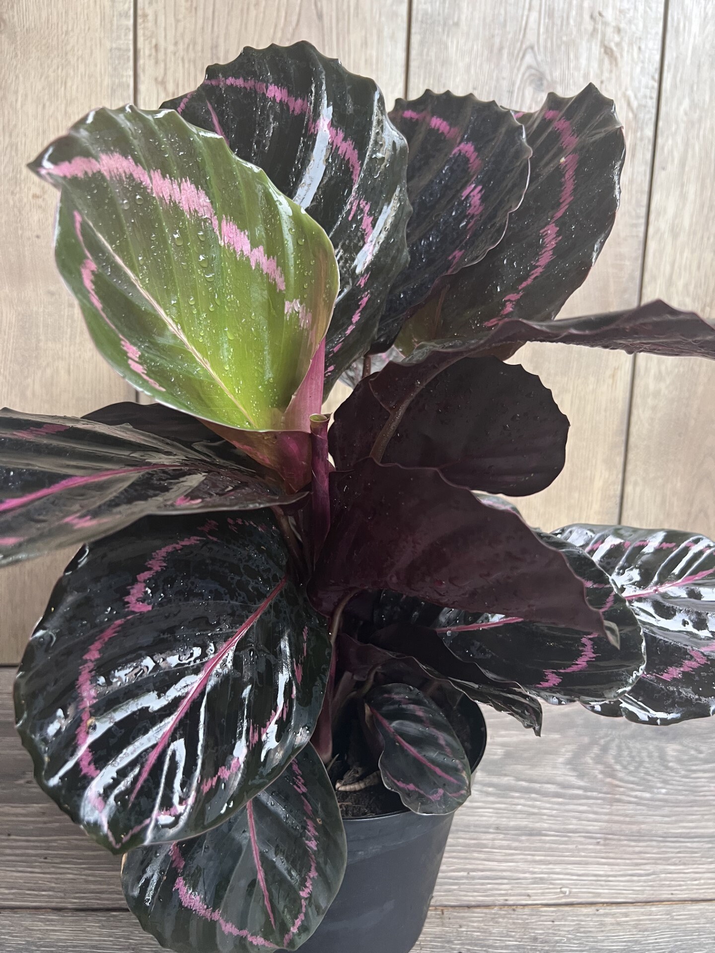 Calathea Dottie in 6 Pot - Etsy