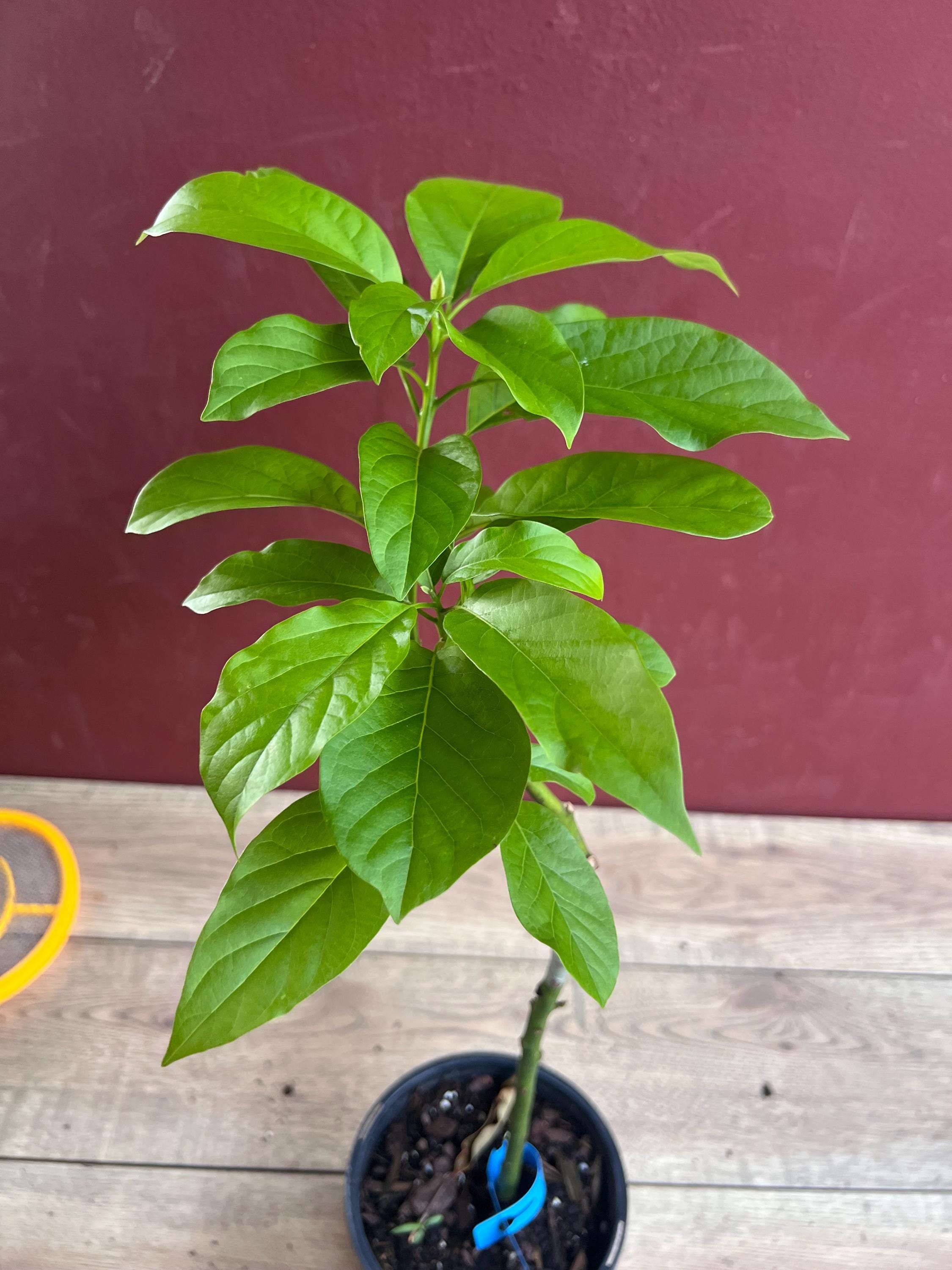 Catalina Avocado Tree , Grafted in 6" Pot - Etsy