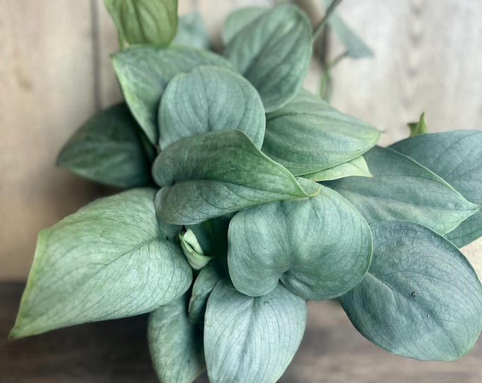 Sooo Silver Scindapsus, Silver Pothos, Gift, Trailing Plant - Etsy