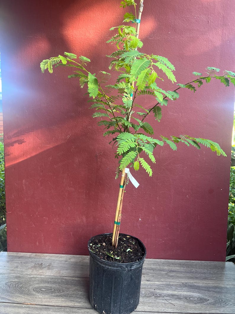 Large Tamarind Tree, Tamarindus Indica in 3 Gallons Pot, Pohon Asem - Etsy