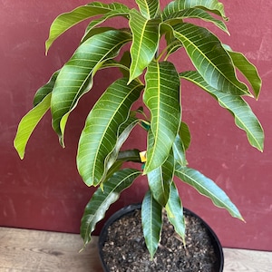 Kesar Mango Tree, Grafted in 3 Gallons Pot, No Ship to CA and HI - Etsy