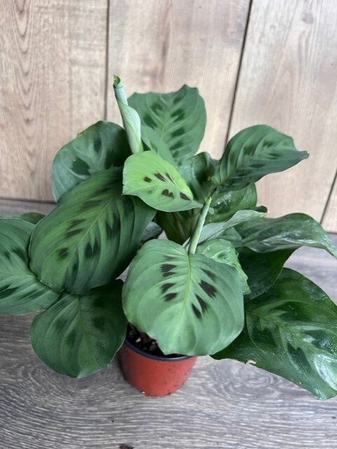 Red Maranta or Green Maranta in 4" Pot - Etsy