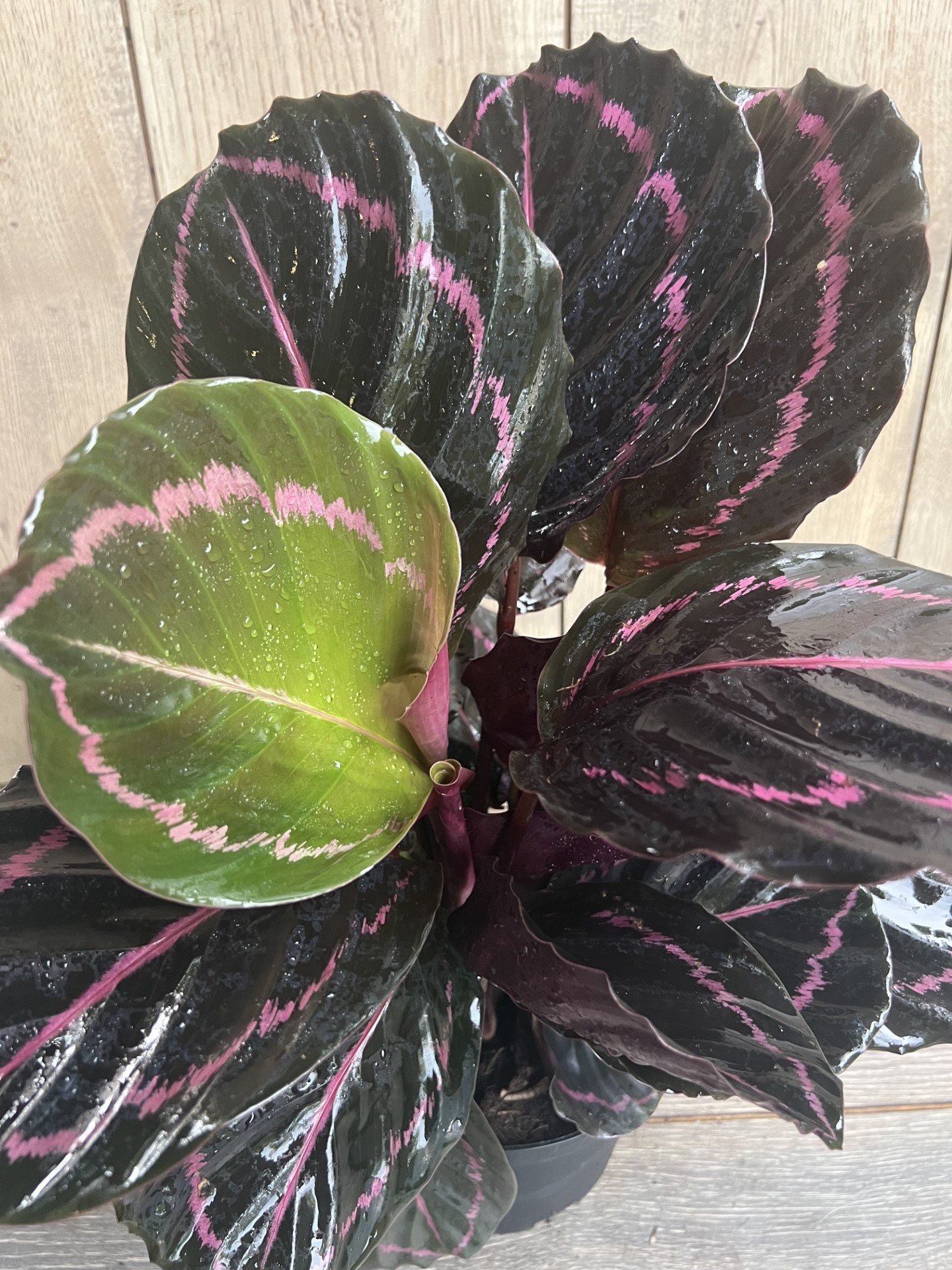 Calathea Dottie in 6 Pot - Etsy