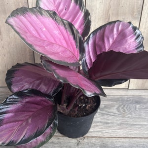 Calathea Pink Star in 6" Pot - Etsy