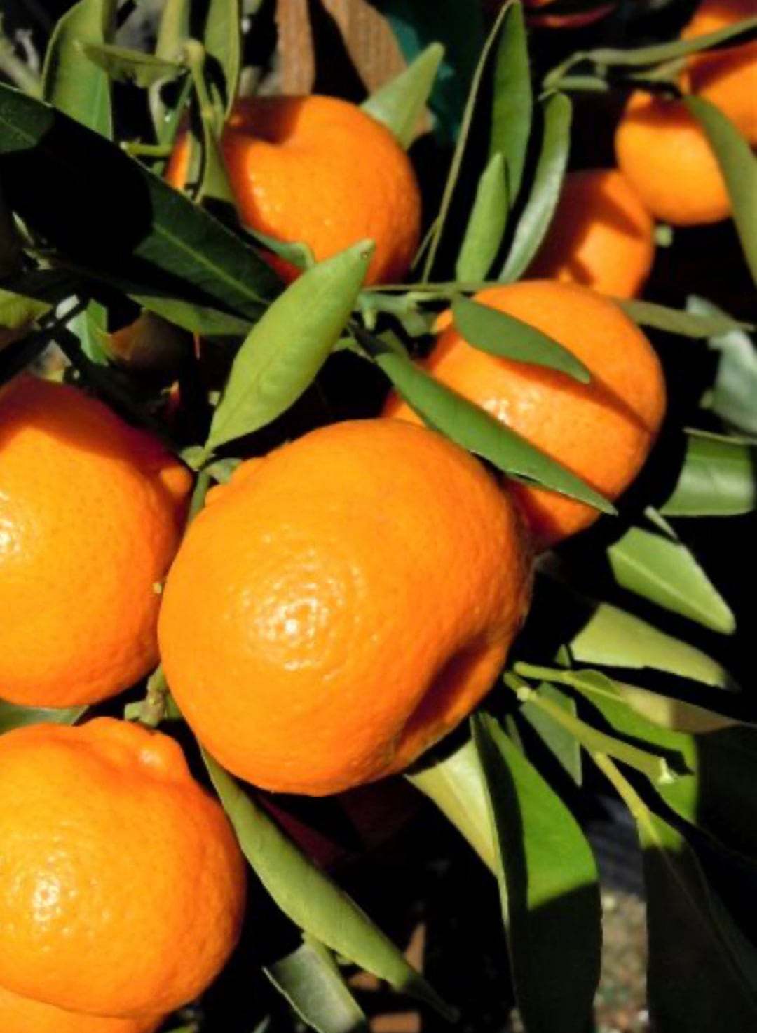 Grafted Kishu Mandarin Tree in Half Gallon Pot, Tangerine. Florida ...