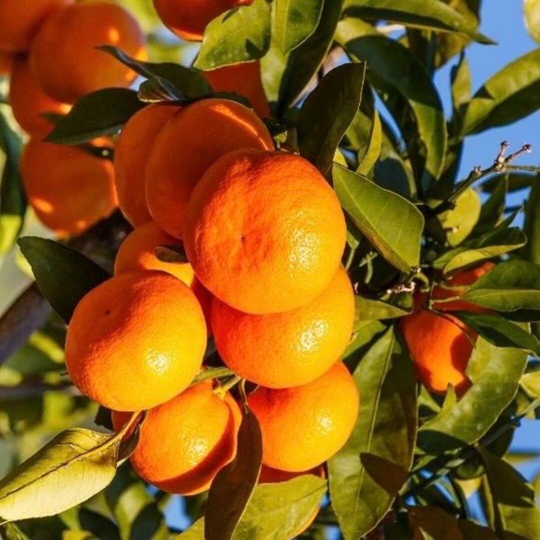 Owari Tangerine Tree in Half Gallon Pot, Grafted, Cold Hardy, Florida ...