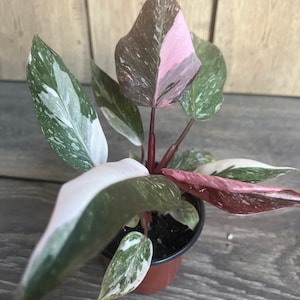 Philodendron Pink Princess Marble in 4" Pot, High Variegation - Etsy