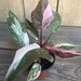 Philodendron Pink Princess Marble in 4" Pot, High Variegation - Etsy