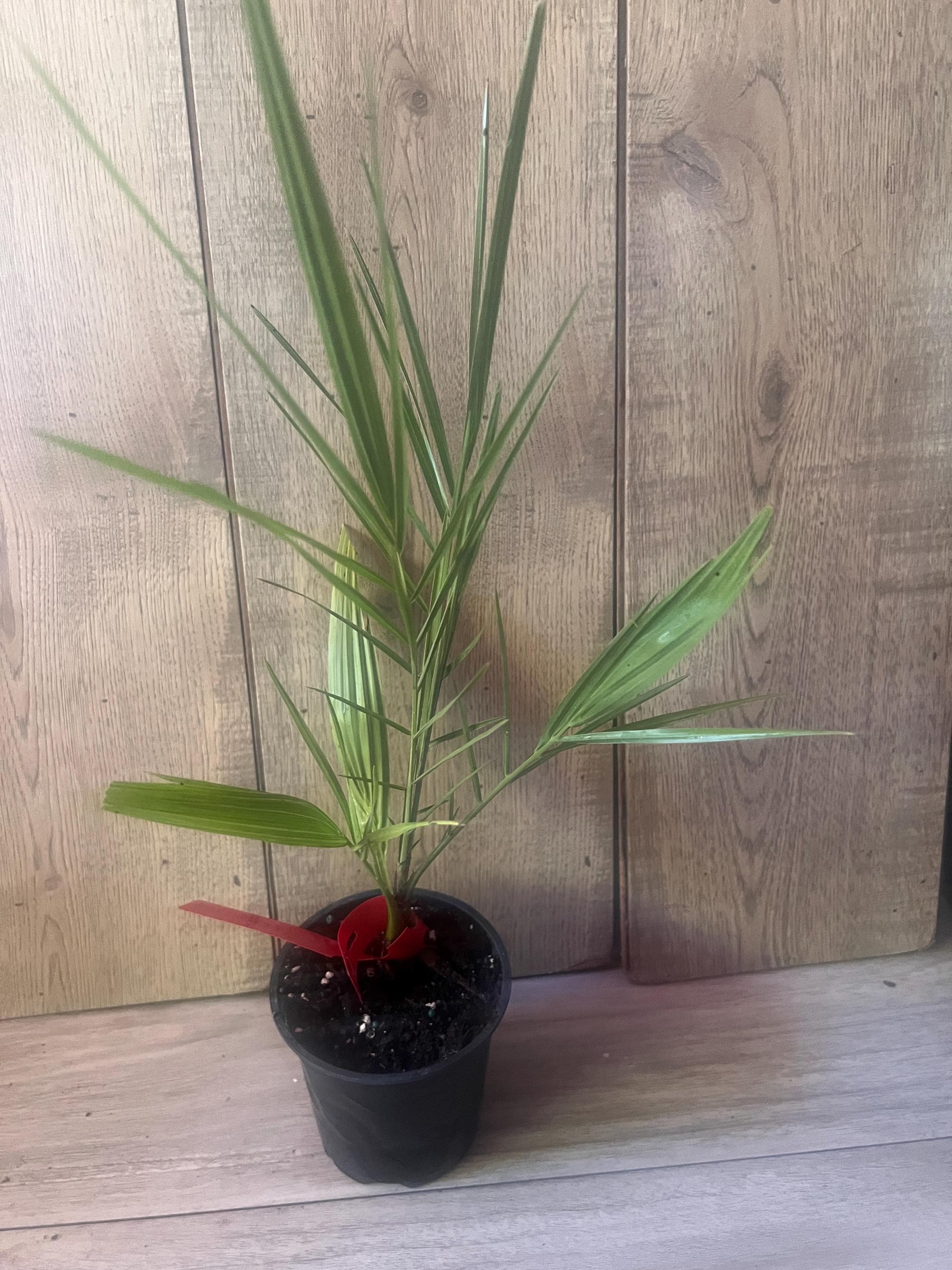 The Canary Palm in 4" Pot, Phoenix Canariensis, Date - Etsy