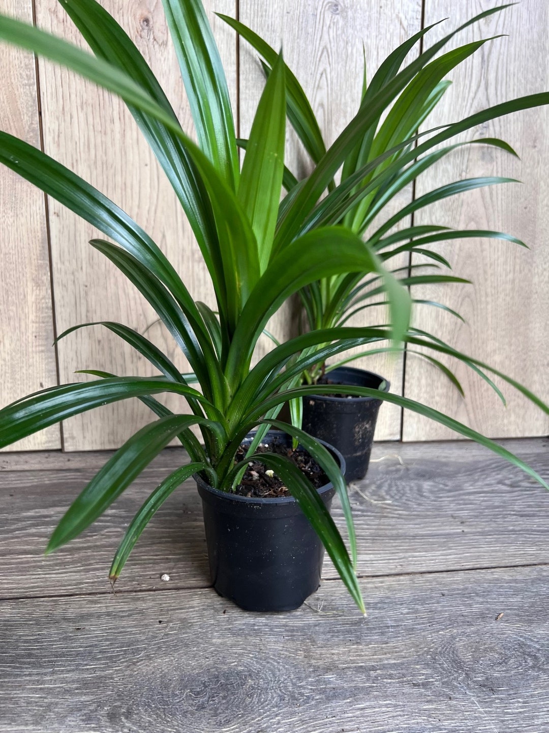 ONE Pandan Plant, Pandanus, Pandan in 4" Pot - Etsy