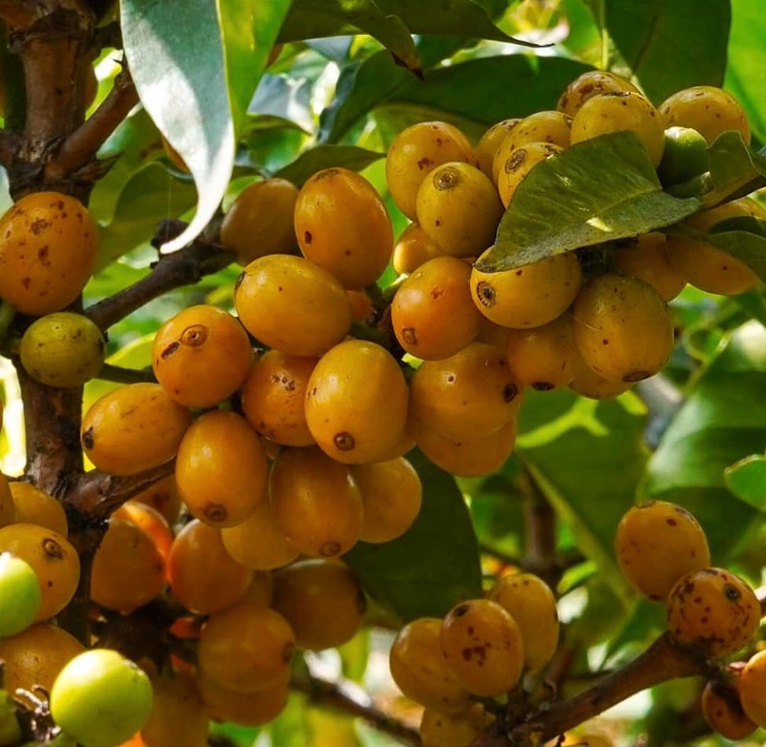 Nanceinga , Nanche Fruit Tree in 3 Gallons Pot, Byrsonima Crassifolia ...