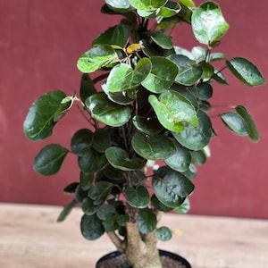 Aralia Fabian Stump 6" Pot - Etsy