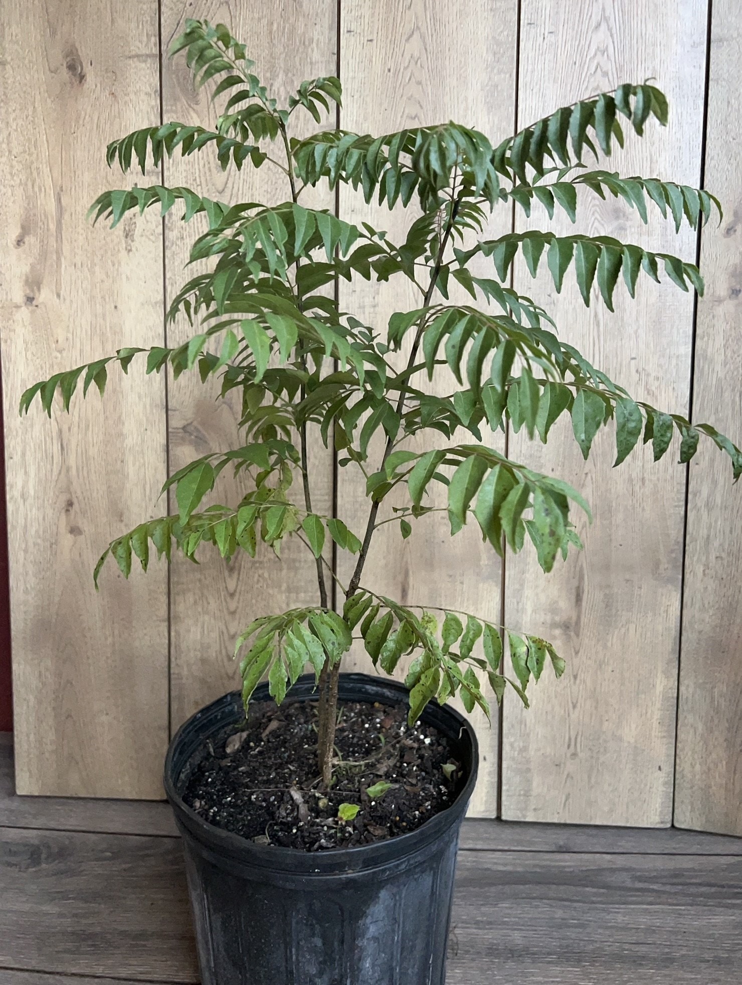 Curry Leaf Plant, Murraya Koenigii, in 10" Pot - Etsy