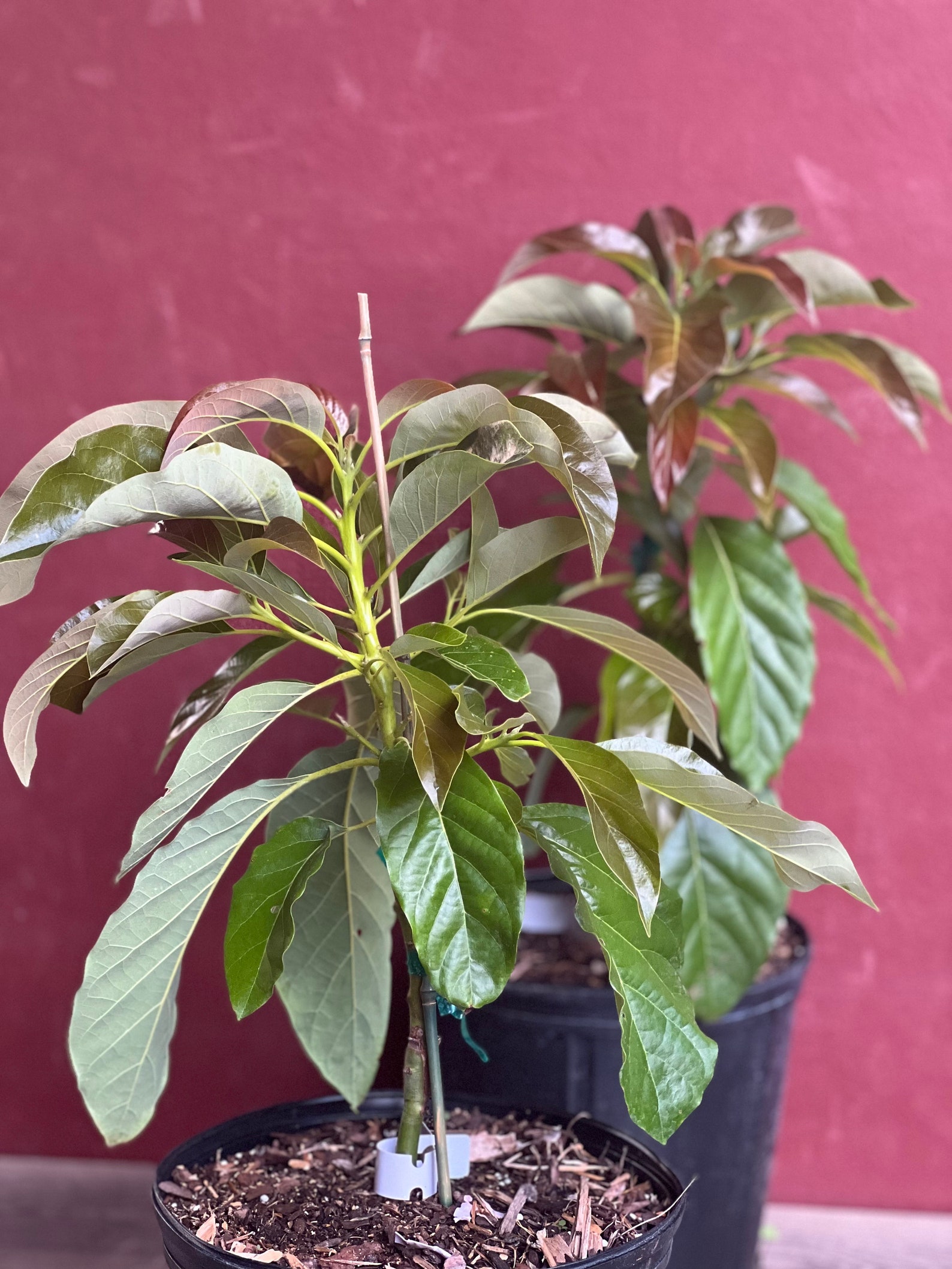 Marcus Pumpkin Avocado Tree, Cold Hardy, Grafted in 3 Gallons Pot - Etsy