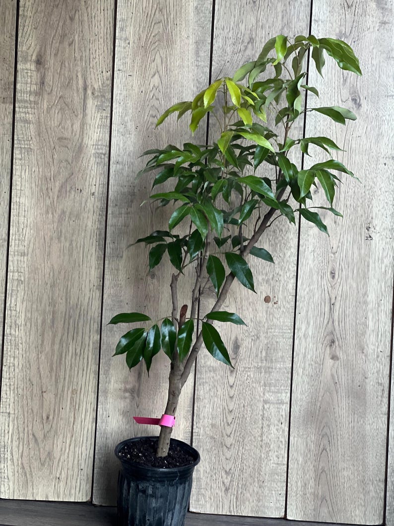 Mauritius Lychee , Litchi Chinensis in 6" or 10" Pot, 2 to 4 Feet Tall ...