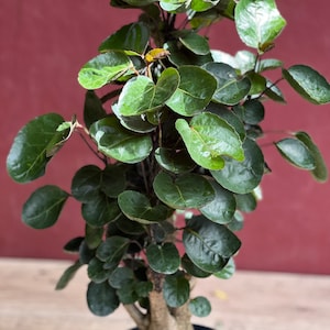 Aralia Fabian Stump 6" Pot - Etsy